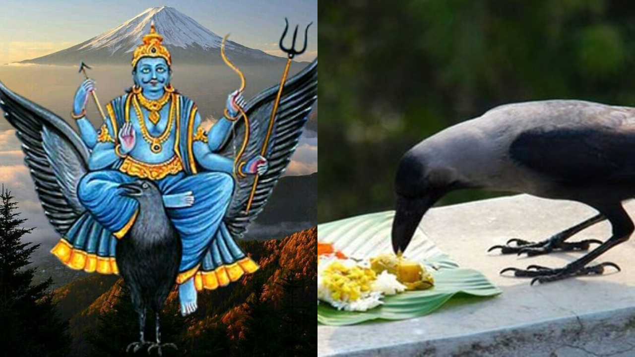 பண்டிகை நாட்களில் காகத்திற்கு உணவு வைப்பது ஏன் தெரியுமா...? கண்டிப்பா ...